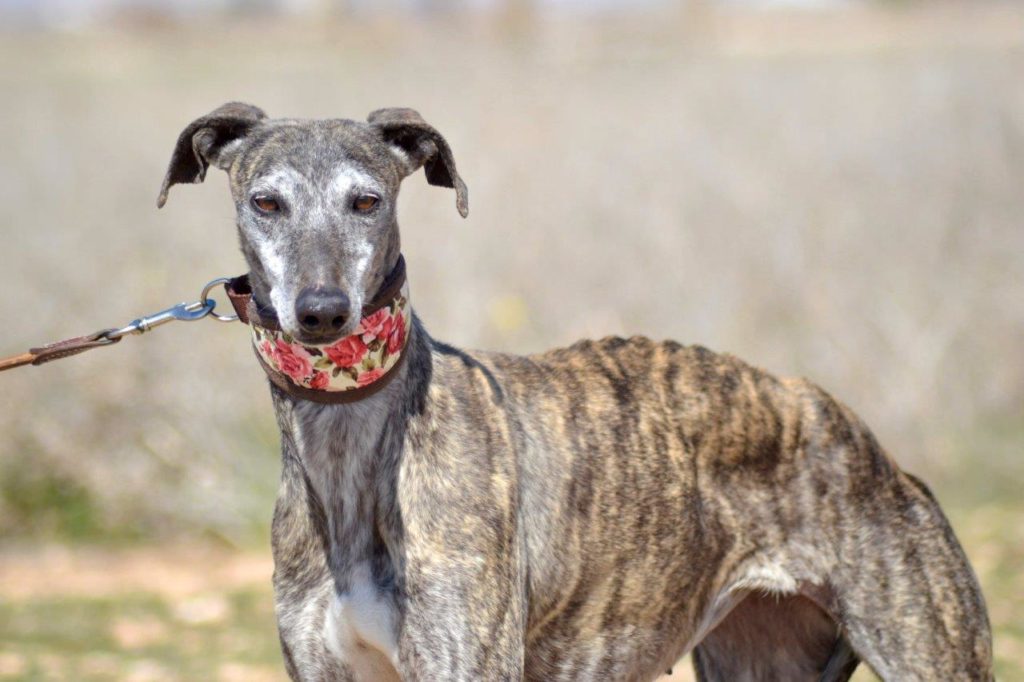 ROSA | Esperanto des Lévriers