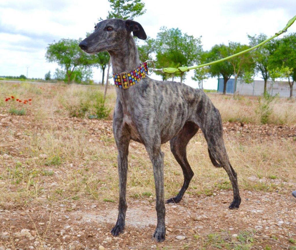 ANABEL | Esperanto des Lévriers